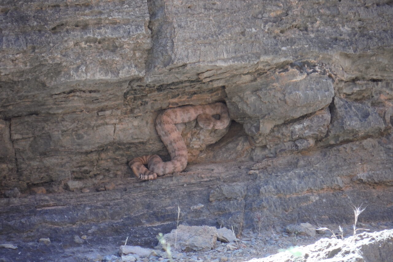 The Grand Canyon’s Pink Rattlesnake | Hatch River Expeditions